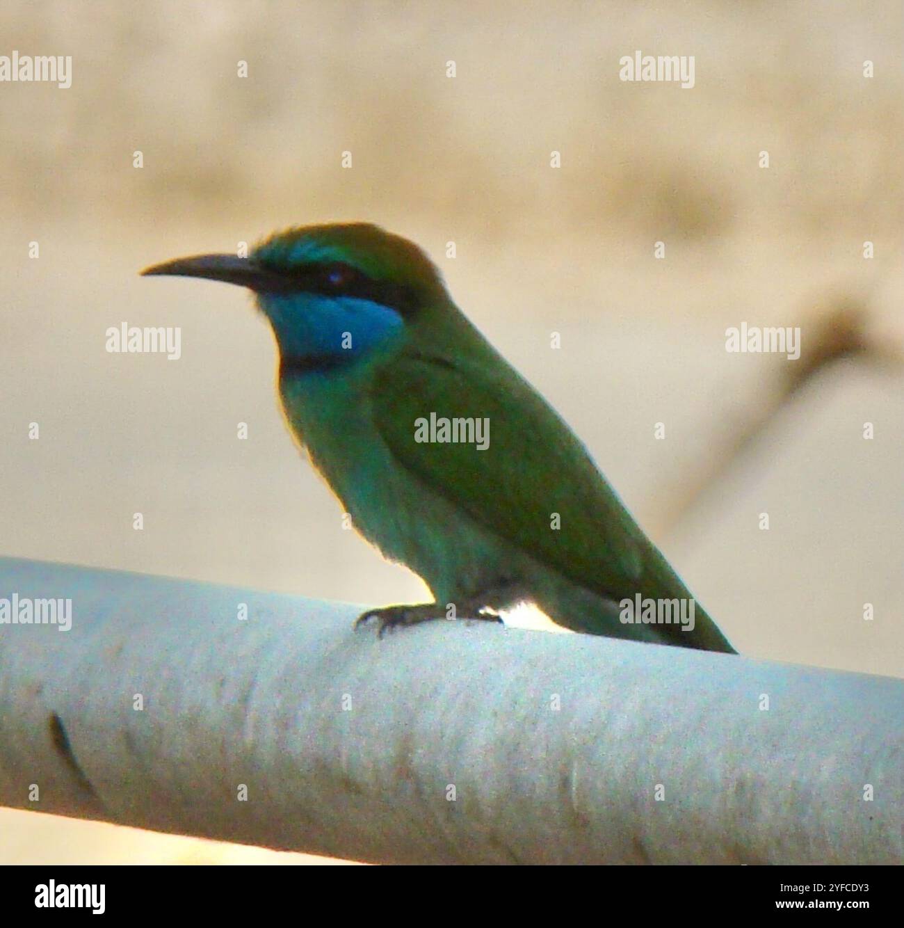 Arabian Green Bee-eater (Merops cyanophrys Stock Photo - Alamy