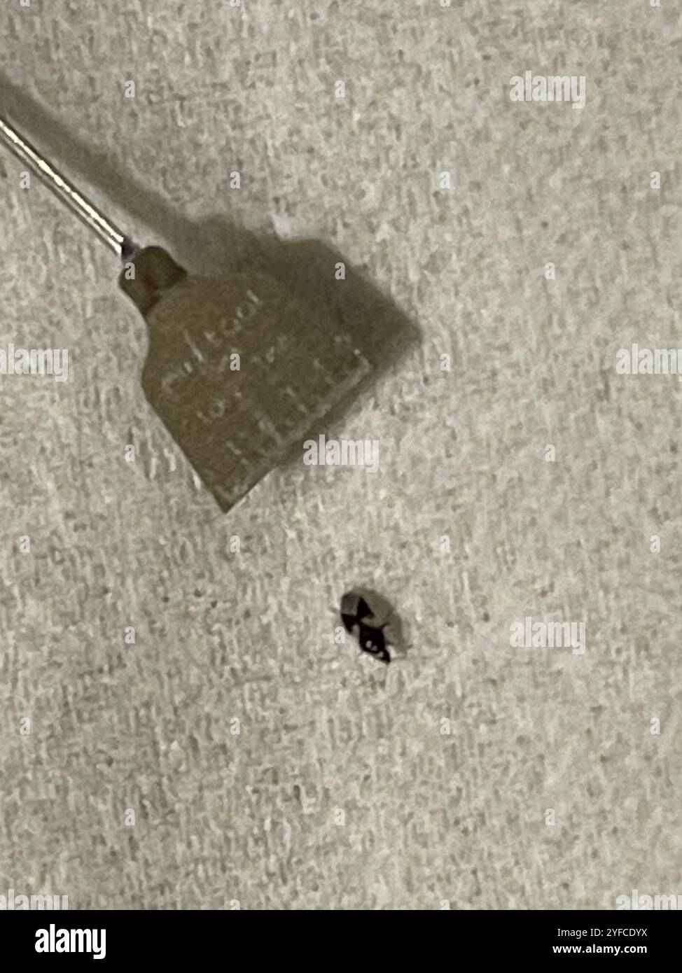 True Bugs (Heteroptera Stock Photo - Alamy