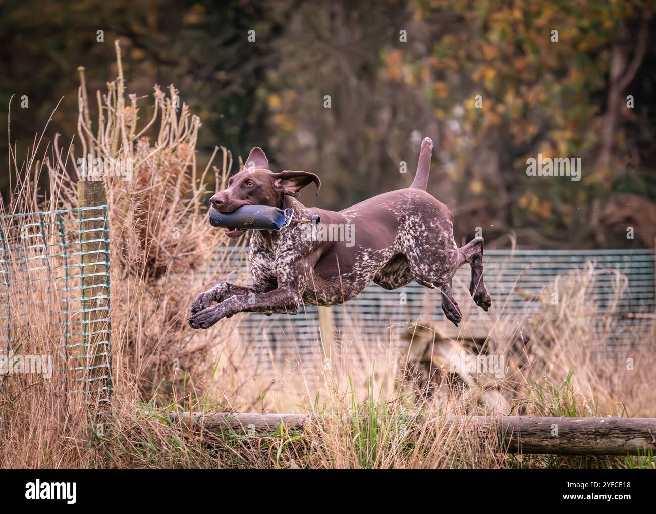 German Shorthaired Pointer Stock Photo - Alamy