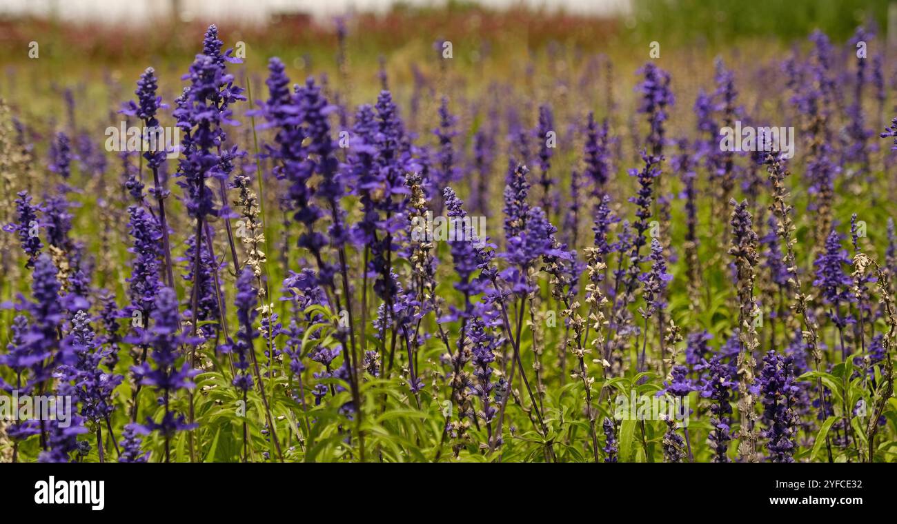 Purple flowers sage - Salvia nemorosa. Blue Salvia - salvia farinacea ...