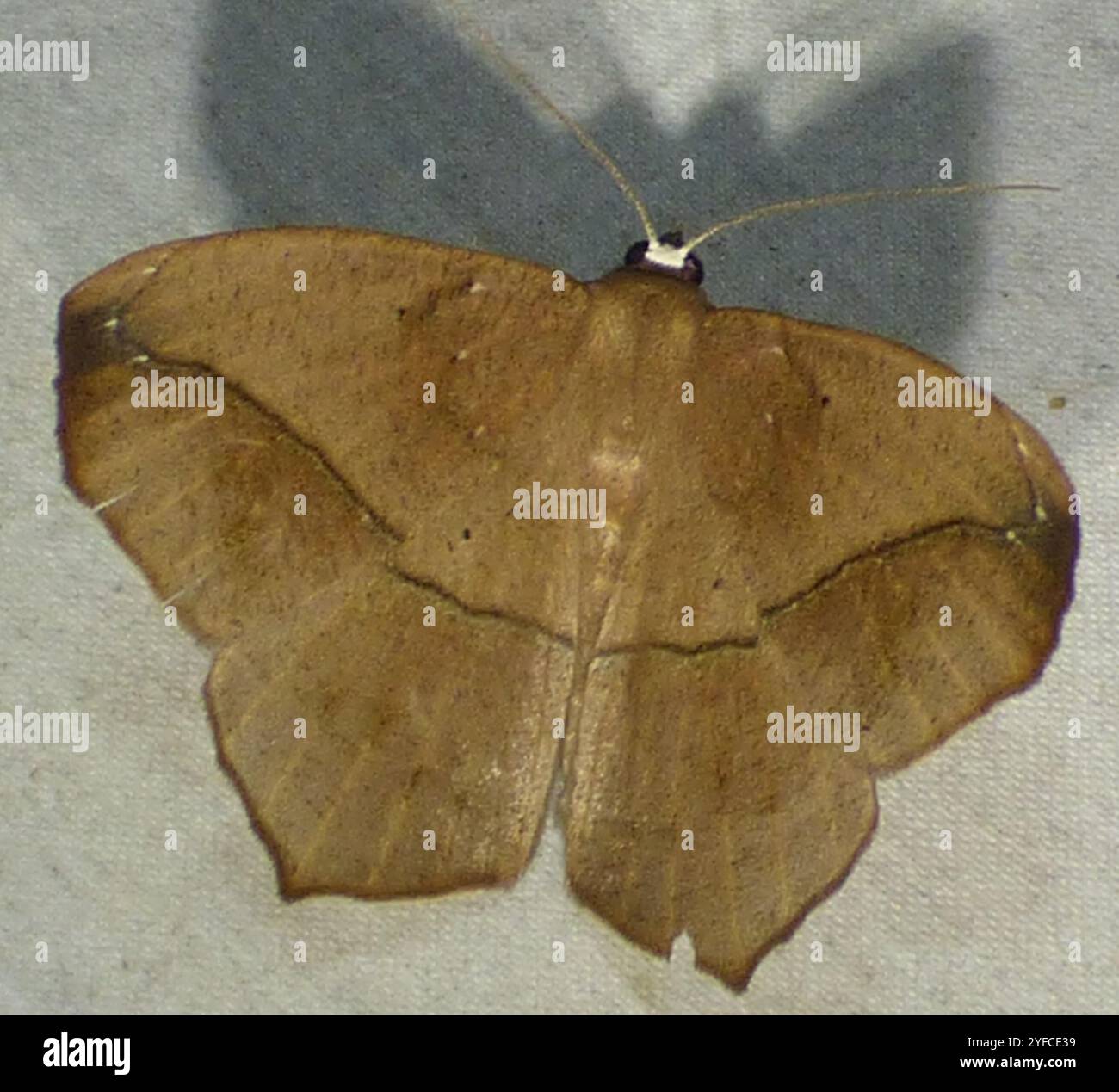 Large Maple Spanworm Moth (Prochoerodes lineola Stock Photo - Alamy