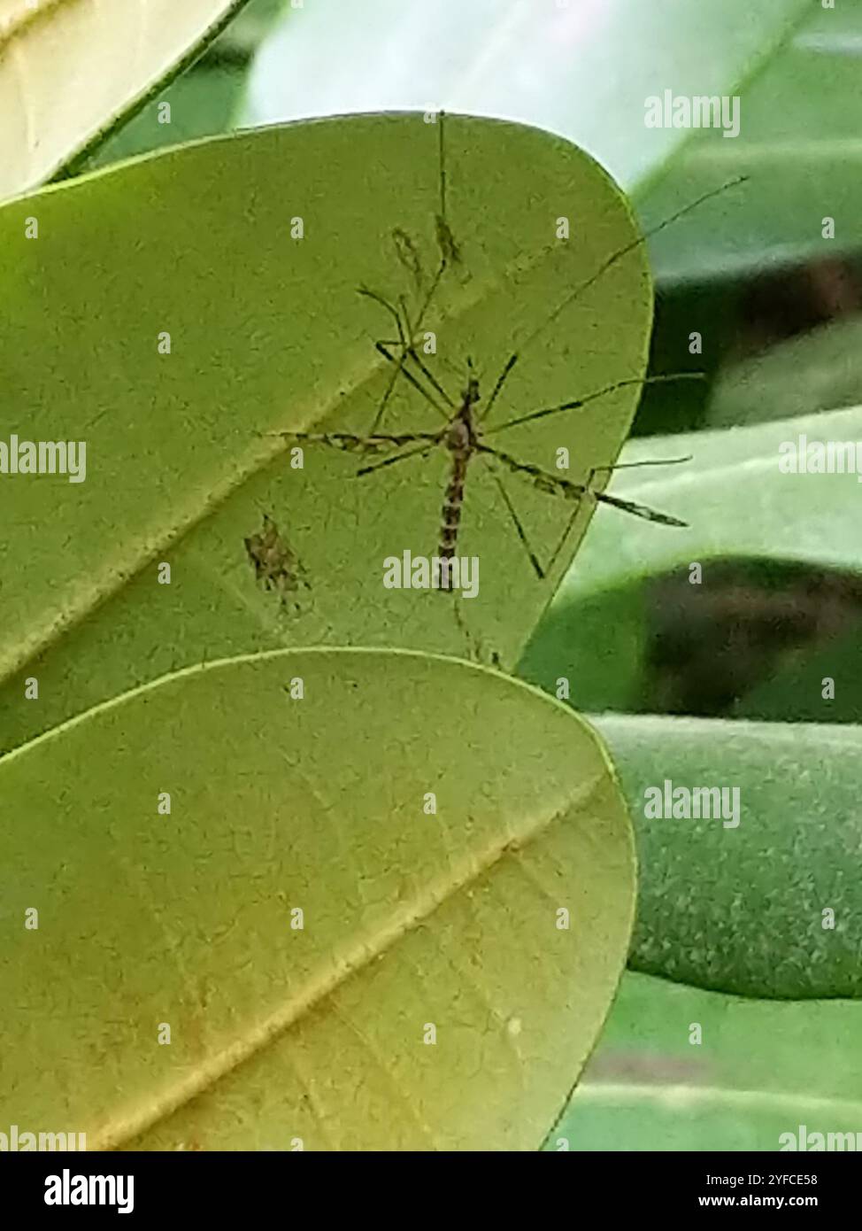 Band-winged Crane Fly (Epiphragma fasciapenne Stock Photo - Alamy