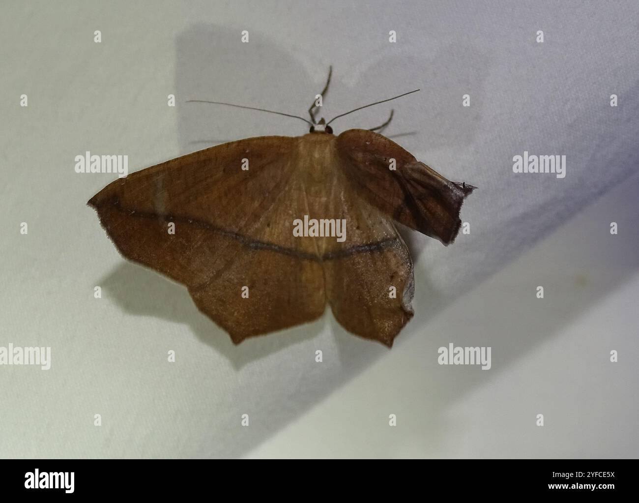Large Maple Spanworm Moth (Prochoerodes lineola Stock Photo - Alamy