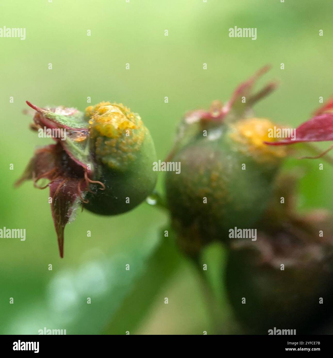 quince rust (Gymnosporangium clavipes Stock Photo - Alamy