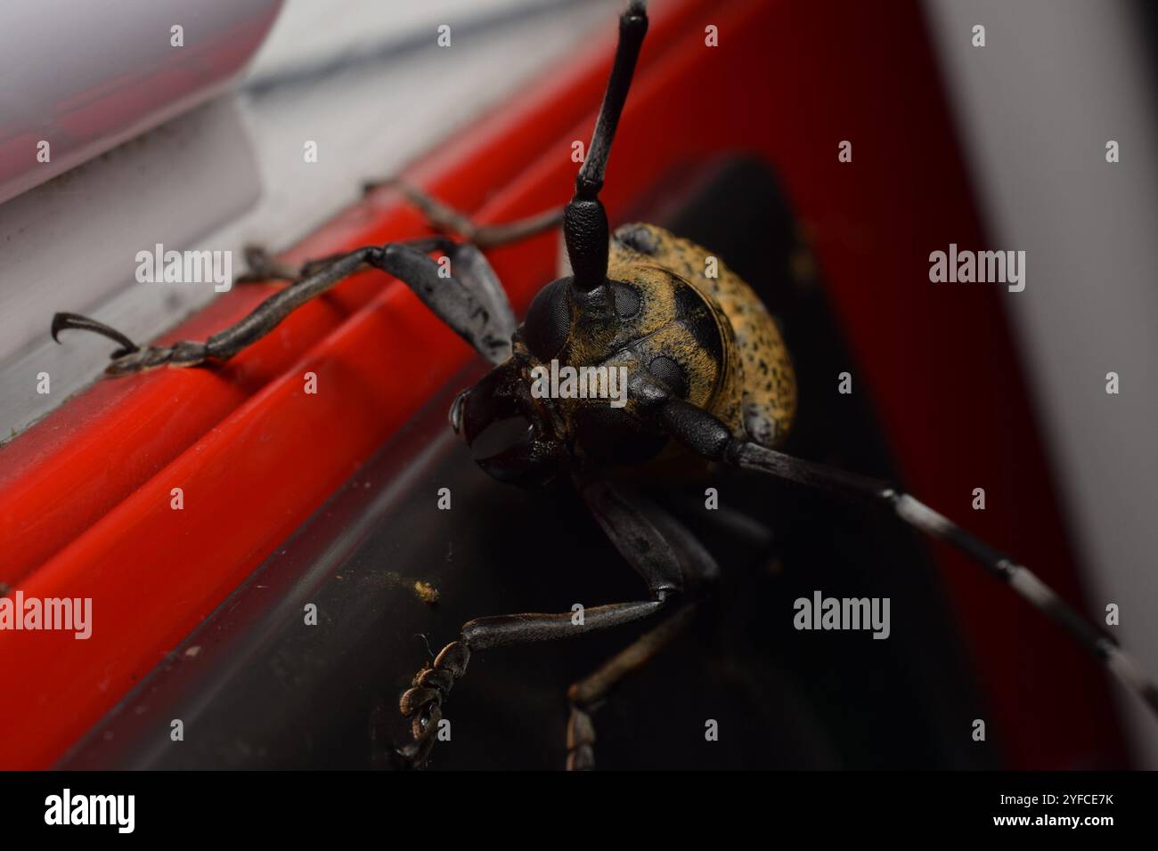 Apriona hi-res stock photography and images - Alamy