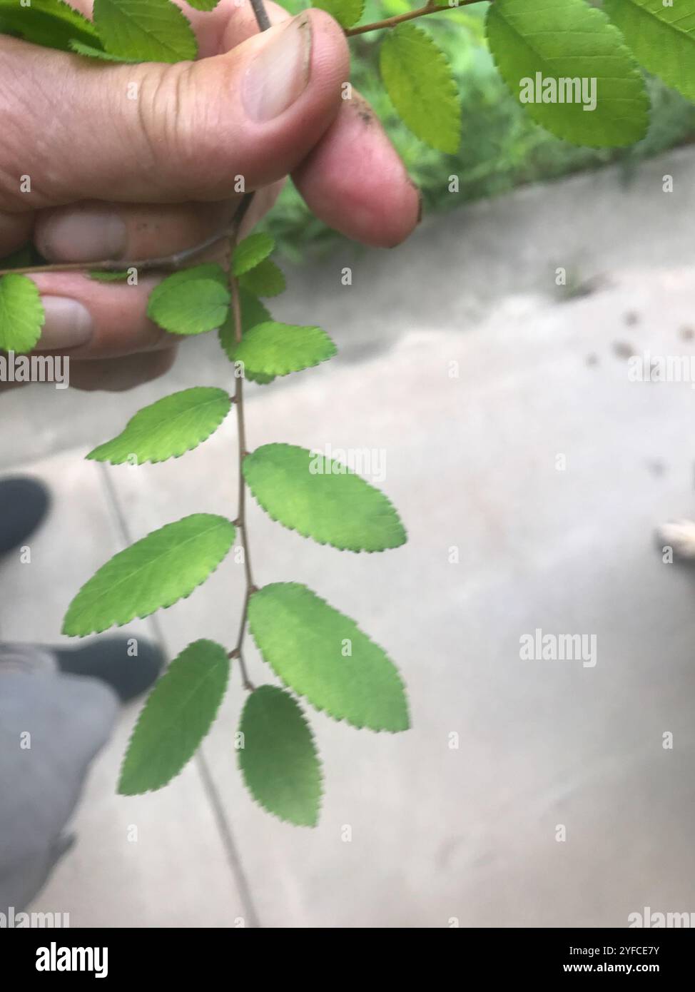 Cedar Elm (Ulmus crassifolia Stock Photo - Alamy