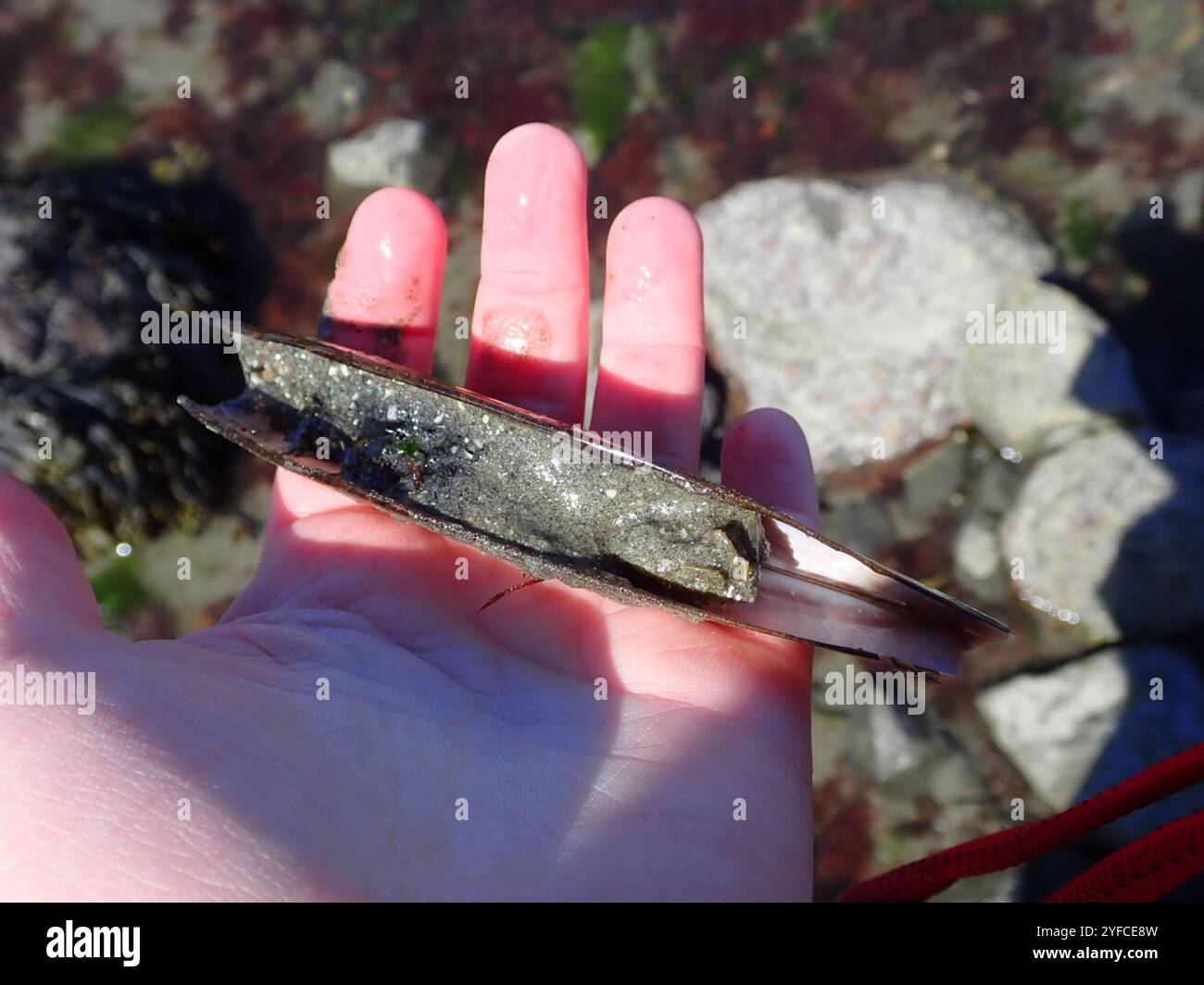 Atlantic Jackknife (Ensis leei Stock Photo - Alamy