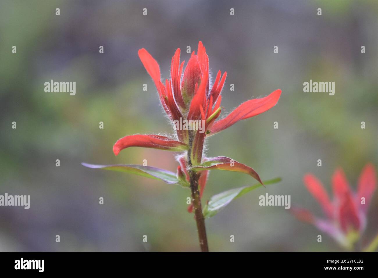 giant red Indian paintbrush (Castilleja miniata Stock Photo - Alamy