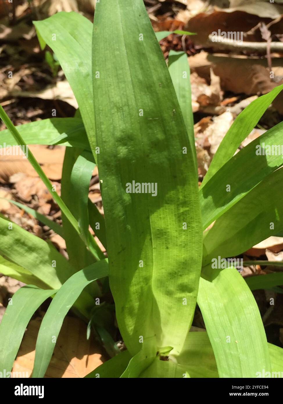 White Bear Sedge (Carex albursina Stock Photo - Alamy