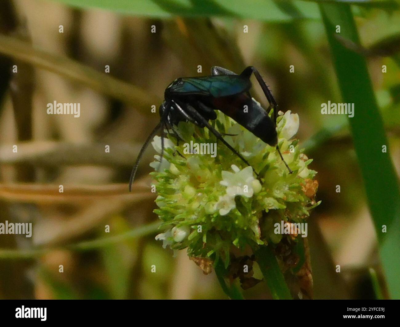 Spider Wasps (Pompilidae Stock Photo - Alamy