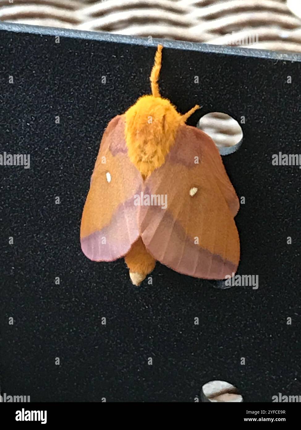 Southern Pink-striped Oakworm Moth (Anisota pellucida Stock Photo - Alamy