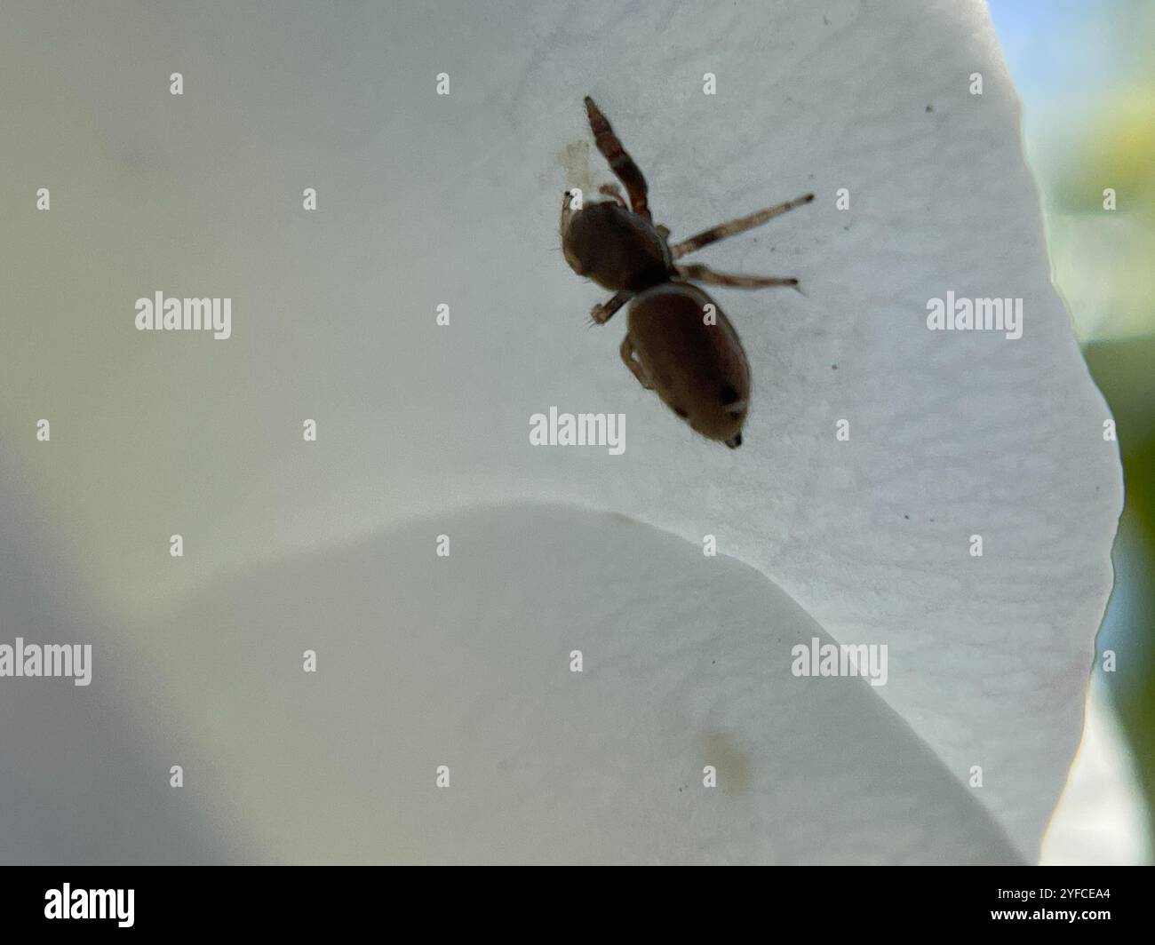 Buttonhook Leafbeetle Jumping Spider (Sassacus vitis Stock Photo - Alamy