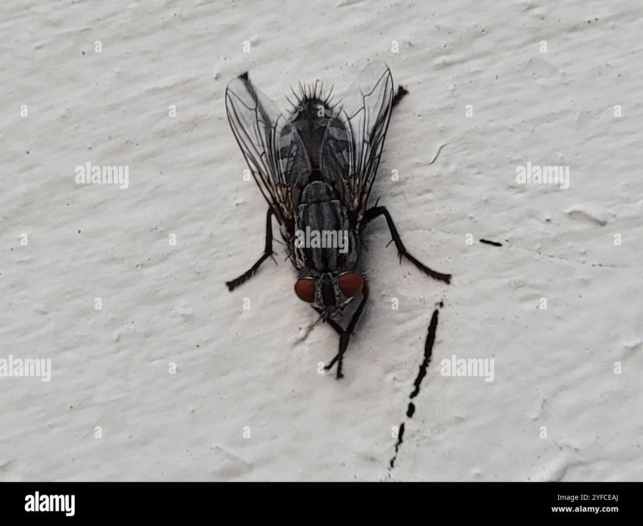 Common Flesh Flies (Sarcophaga Stock Photo - Alamy