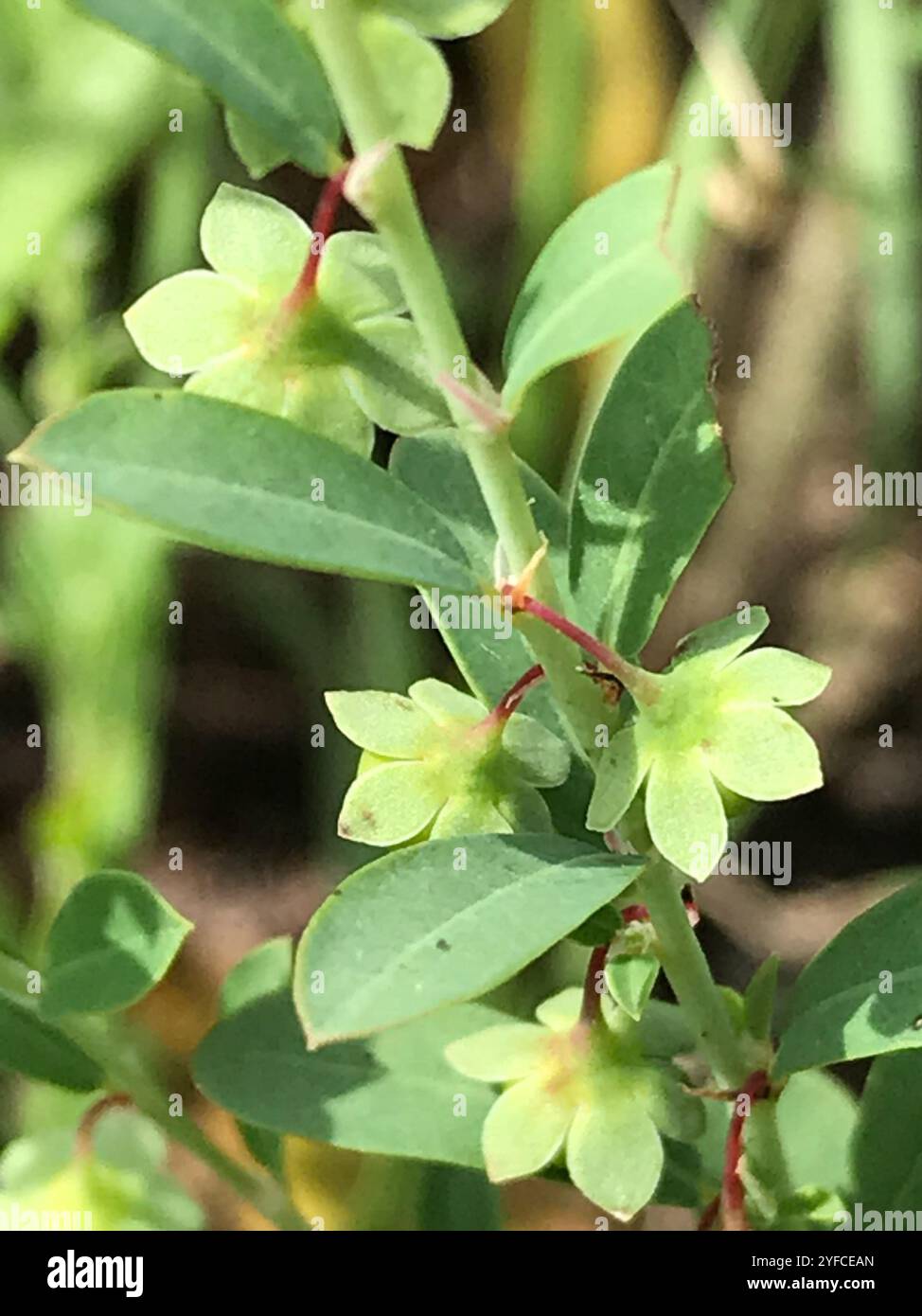 Smartweed Leafflower (Phyllanthus polygonoides Stock Photo - Alamy