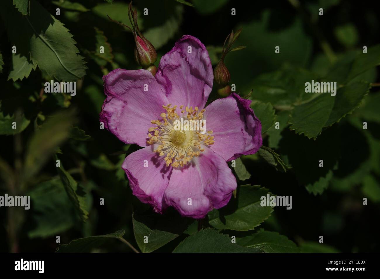 Nootka rose (Rosa nutkana Stock Photo - Alamy