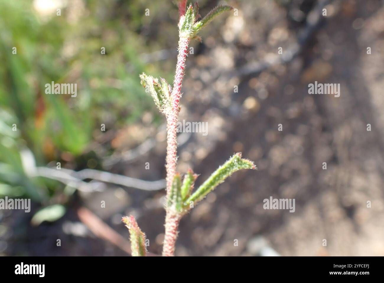 Angular Dollsrose (Hermannia angularis Stock Photo - Alamy