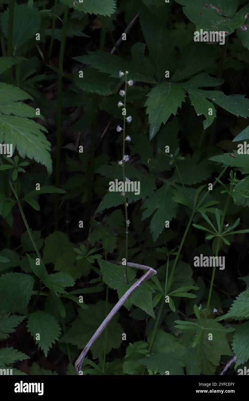 twoleaf miterwort (Mitella diphylla Stock Photo - Alamy