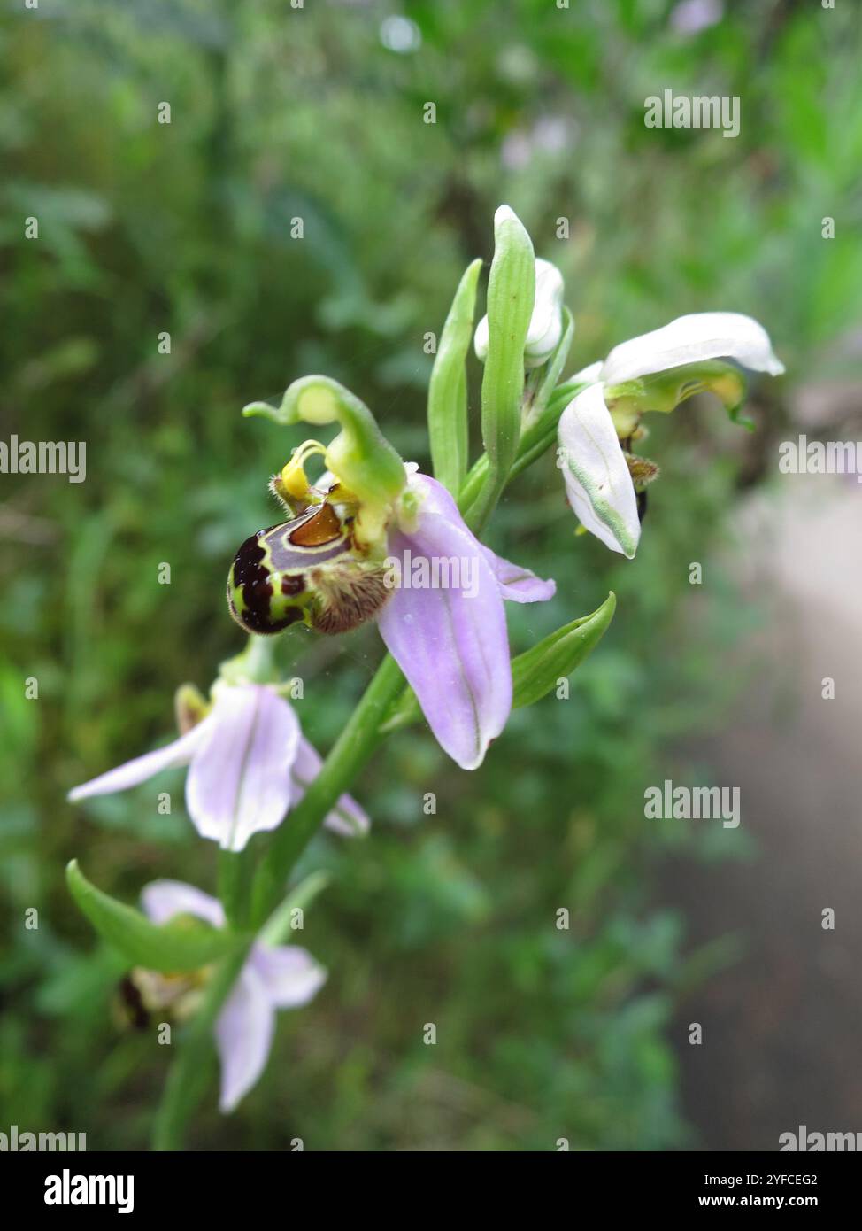 Bee Orchid (Ophrys apifera Stock Photo - Alamy