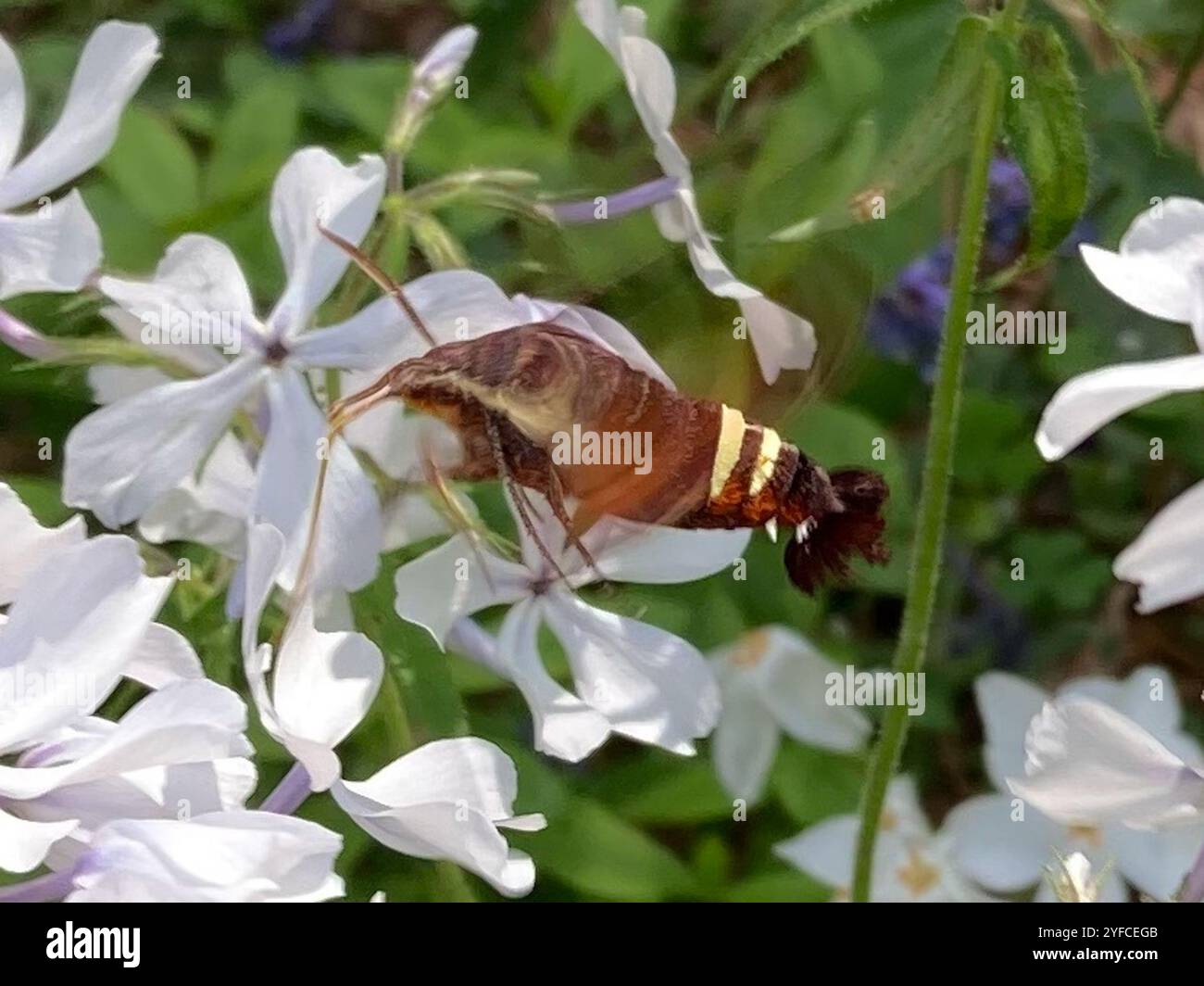 Nessus Sphinx (Amphion floridensis Stock Photo - Alamy