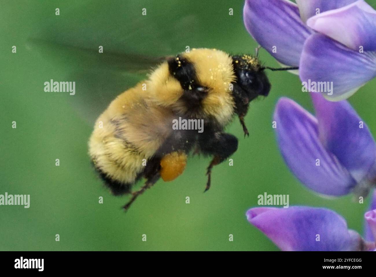 Golden Northern Bumble Bee (Bombus fervidus Stock Photo - Alamy