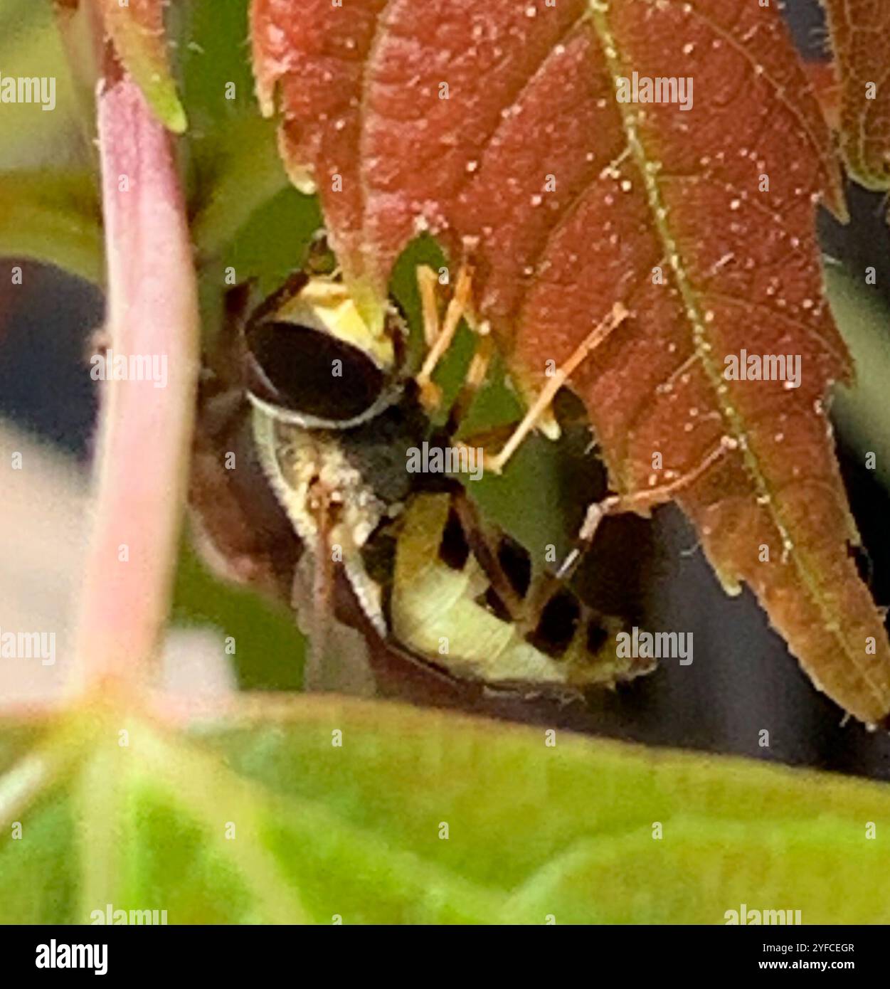 Long-tailed Aphideater Complex (Eupeodes americanus Stock Photo - Alamy