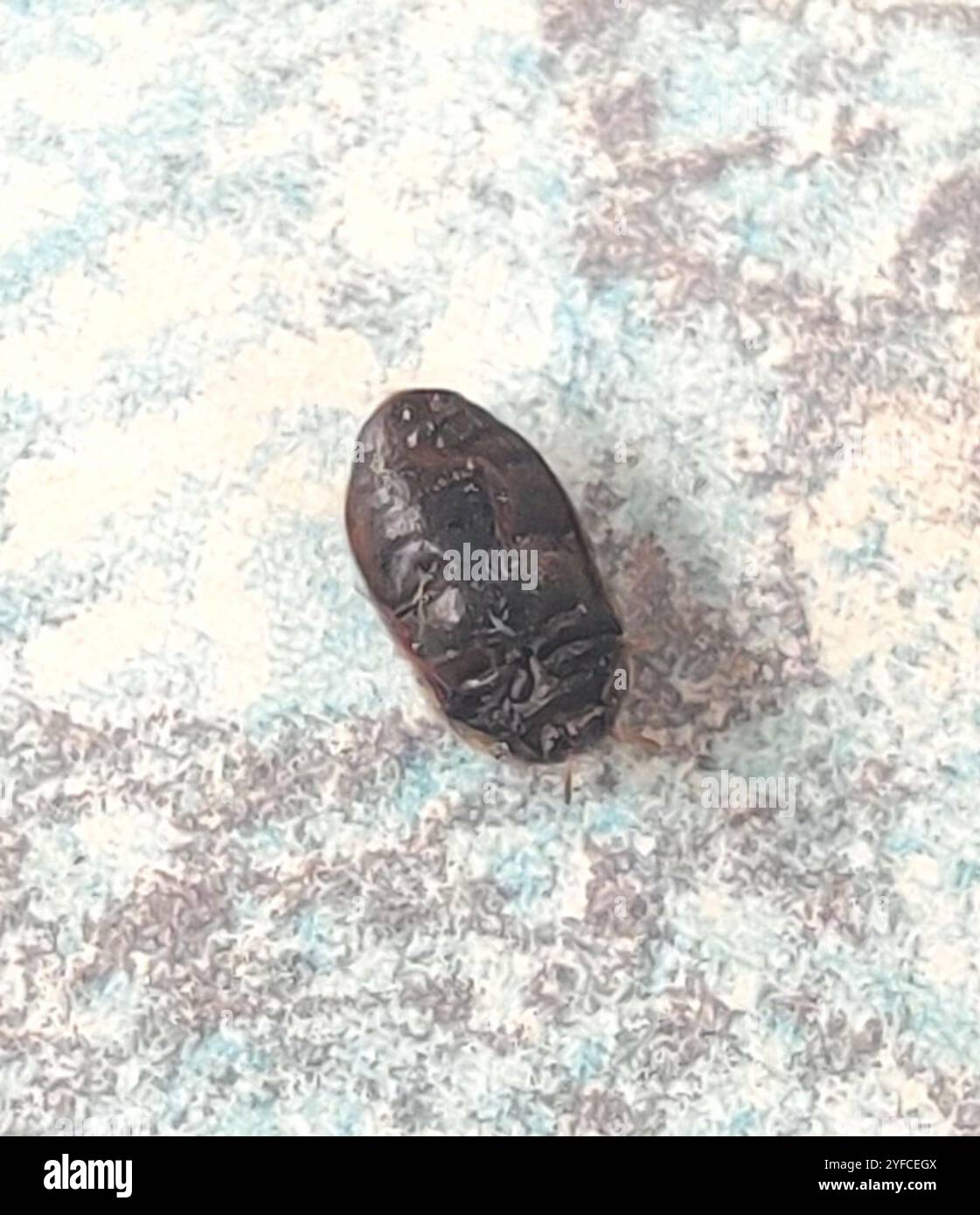 Skin Beetles (Dermestidae Stock Photo - Alamy
