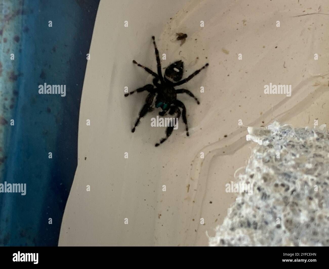 Bold Jumping Spider (Phidippus audax Stock Photo - Alamy