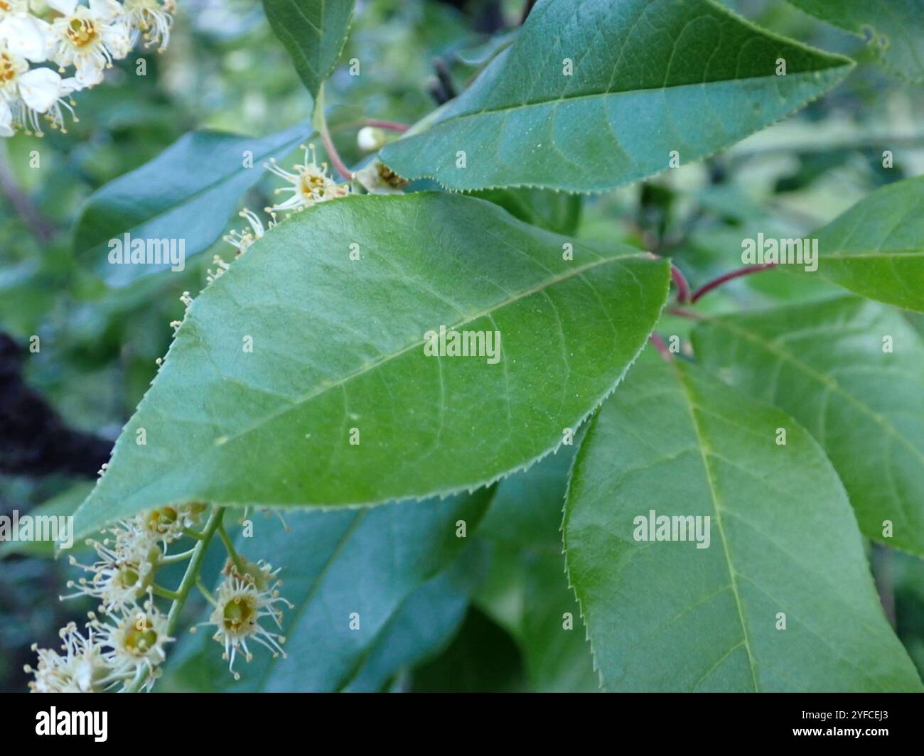 Western Chokecherry (Prunus virginiana demissa Stock Photo - Alamy