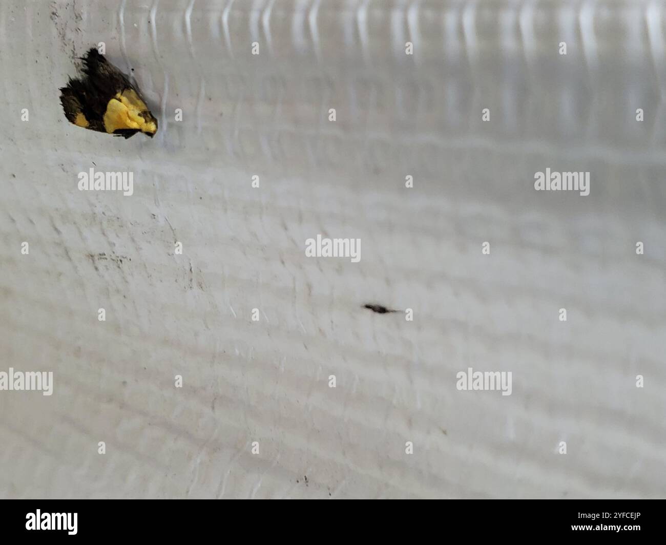 Gold-base Tubic (Oecophora bractella Stock Photo - Alamy
