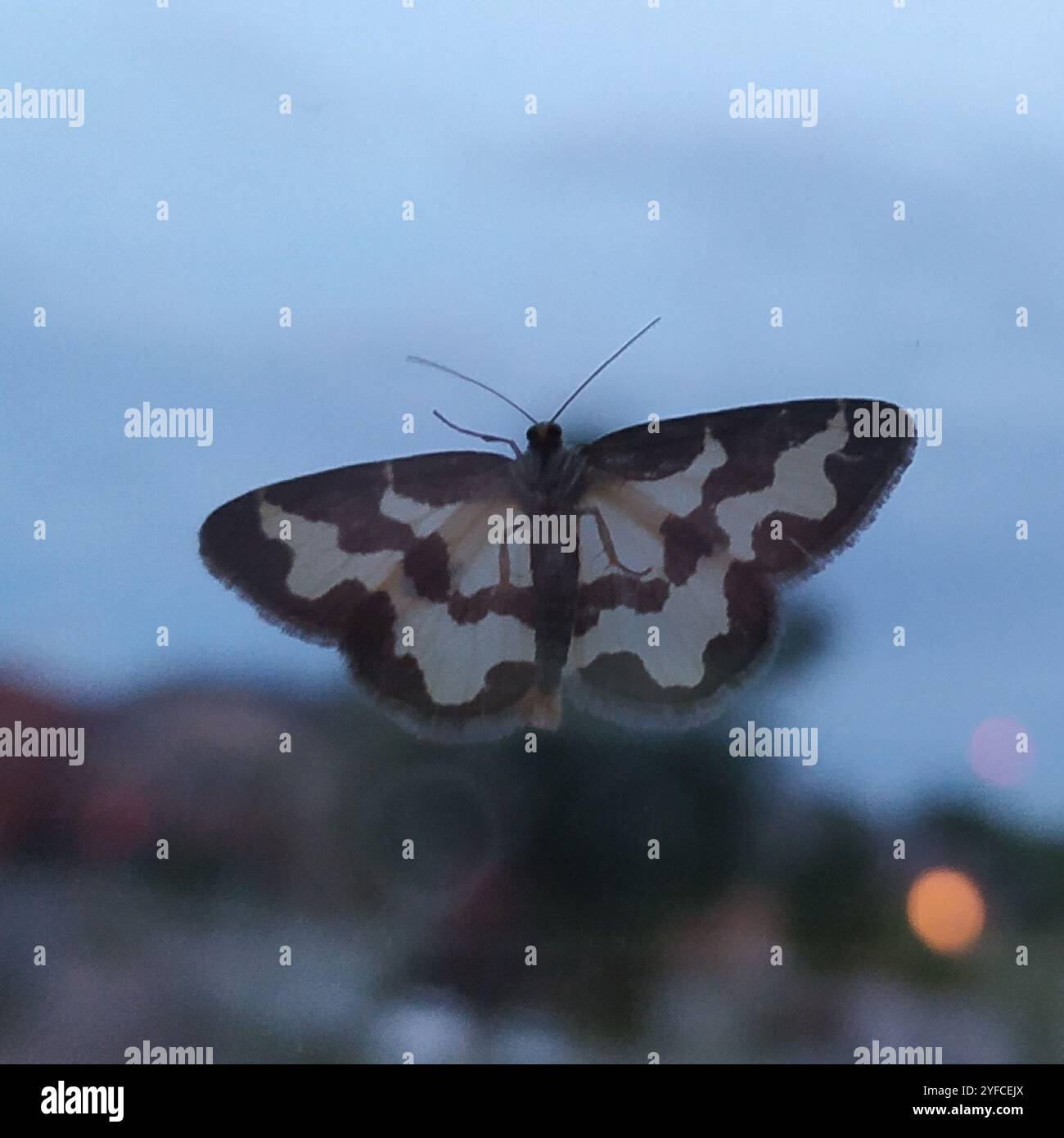 Clouded Border (Lomaspilis marginata Stock Photo - Alamy