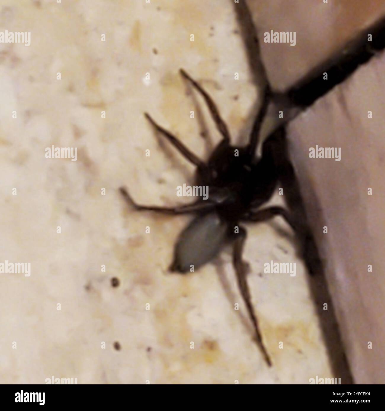 Scotophaeus blackwalli hi-res stock photography and images - Alamy
