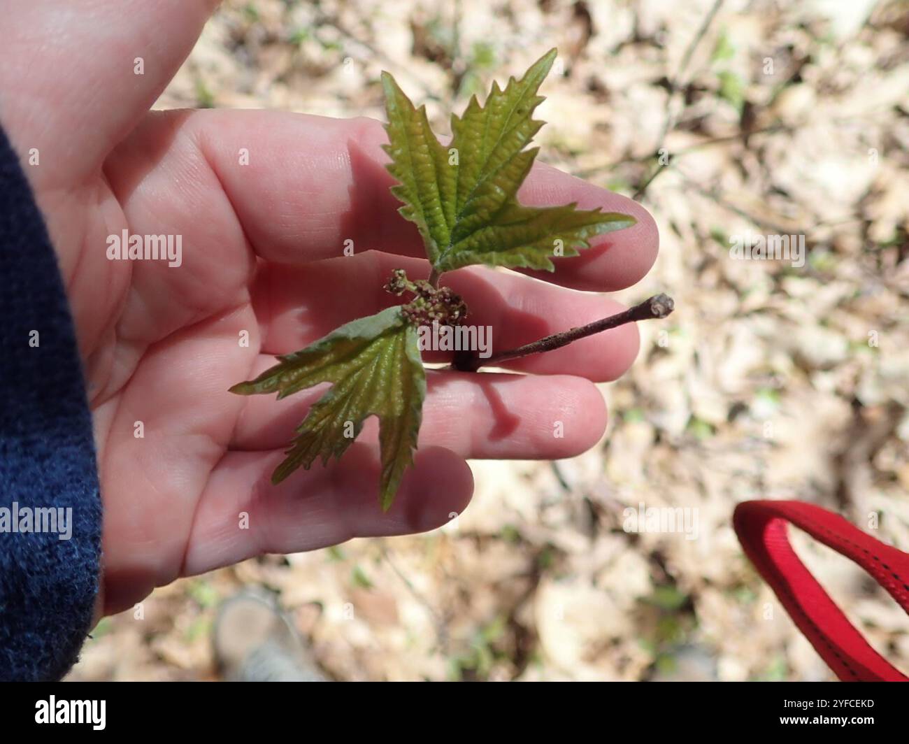 mapleleaf viburnum (Viburnum acerifolium Stock Photo - Alamy