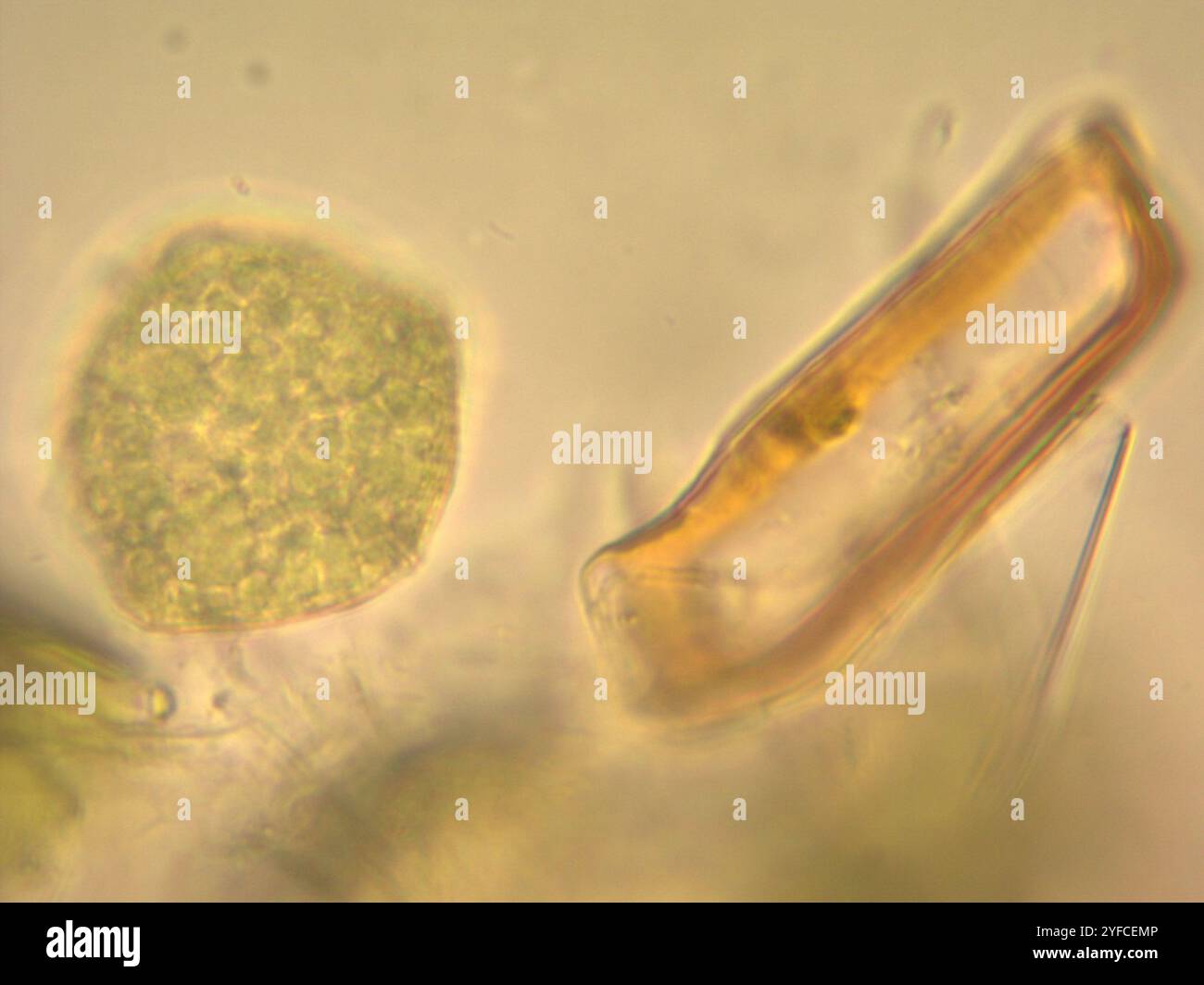 Notothylas orbicularis hi-res stock photography and images - Alamy