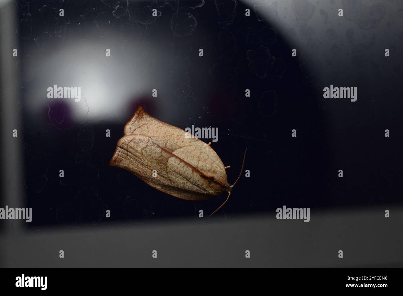 Oriental tea tortrix moth (Homona magnanima Stock Photo - Alamy