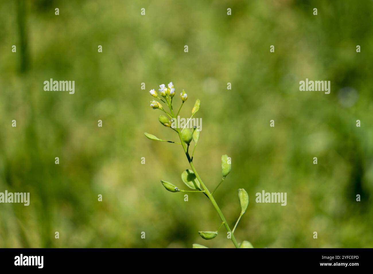 garlic penny-cress (Mummenhoffia alliacea Stock Photo - Alamy