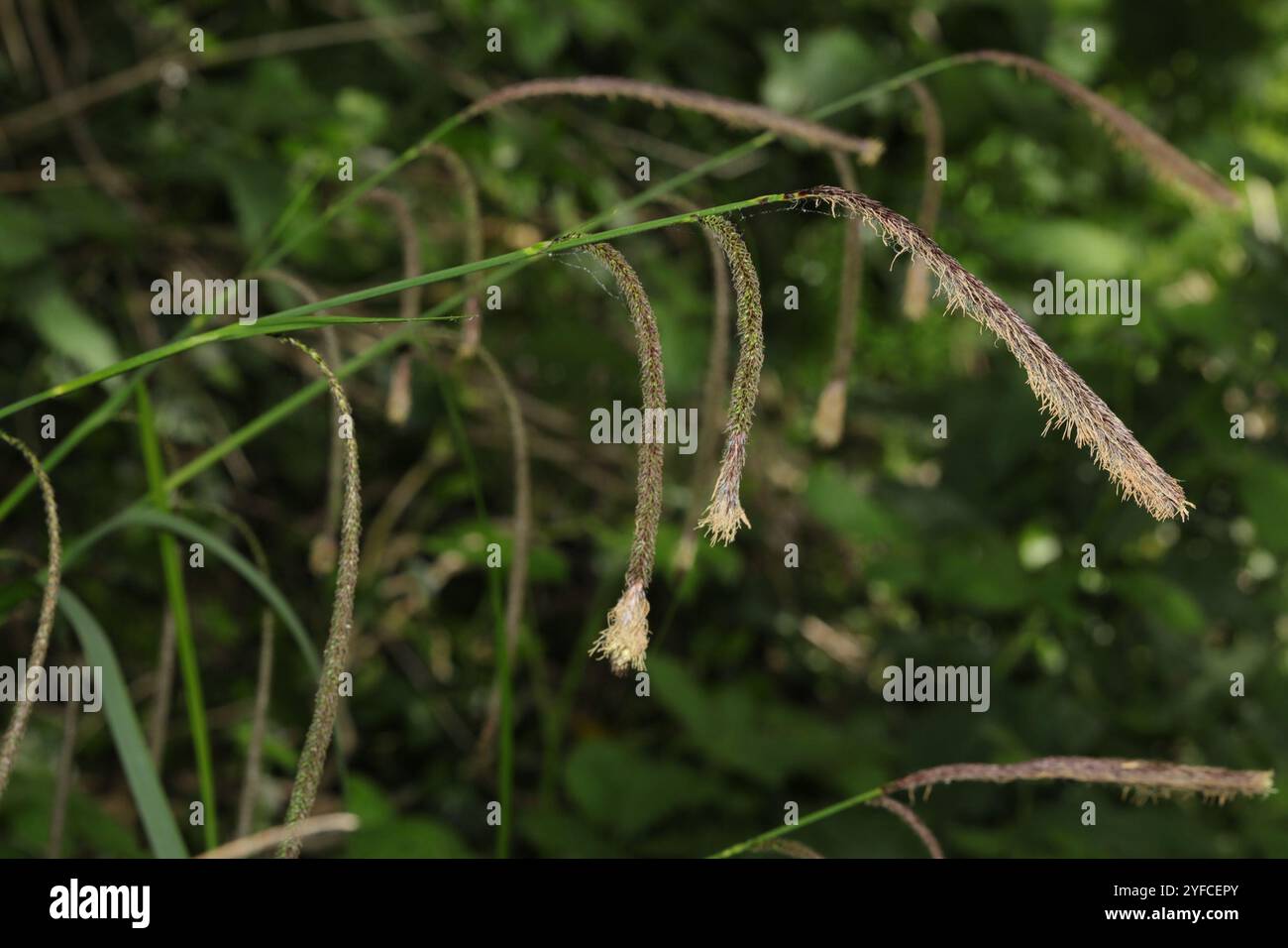 Hanging sedge (Carex pendula Stock Photo - Alamy