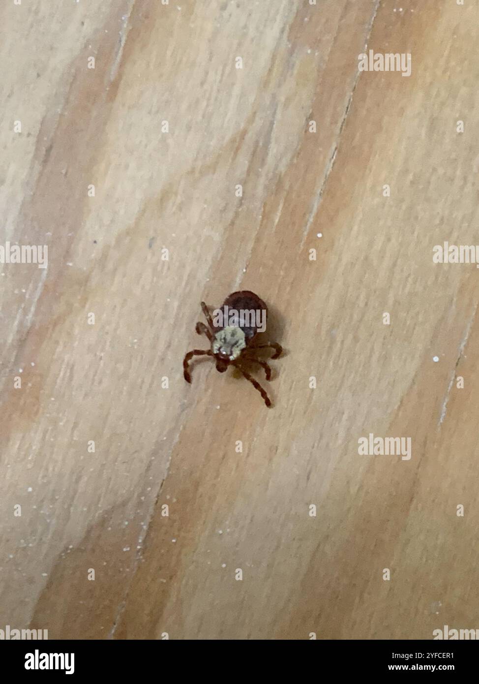 Rocky Mountain Wood Tick (Dermacentor andersoni Stock Photo - Alamy