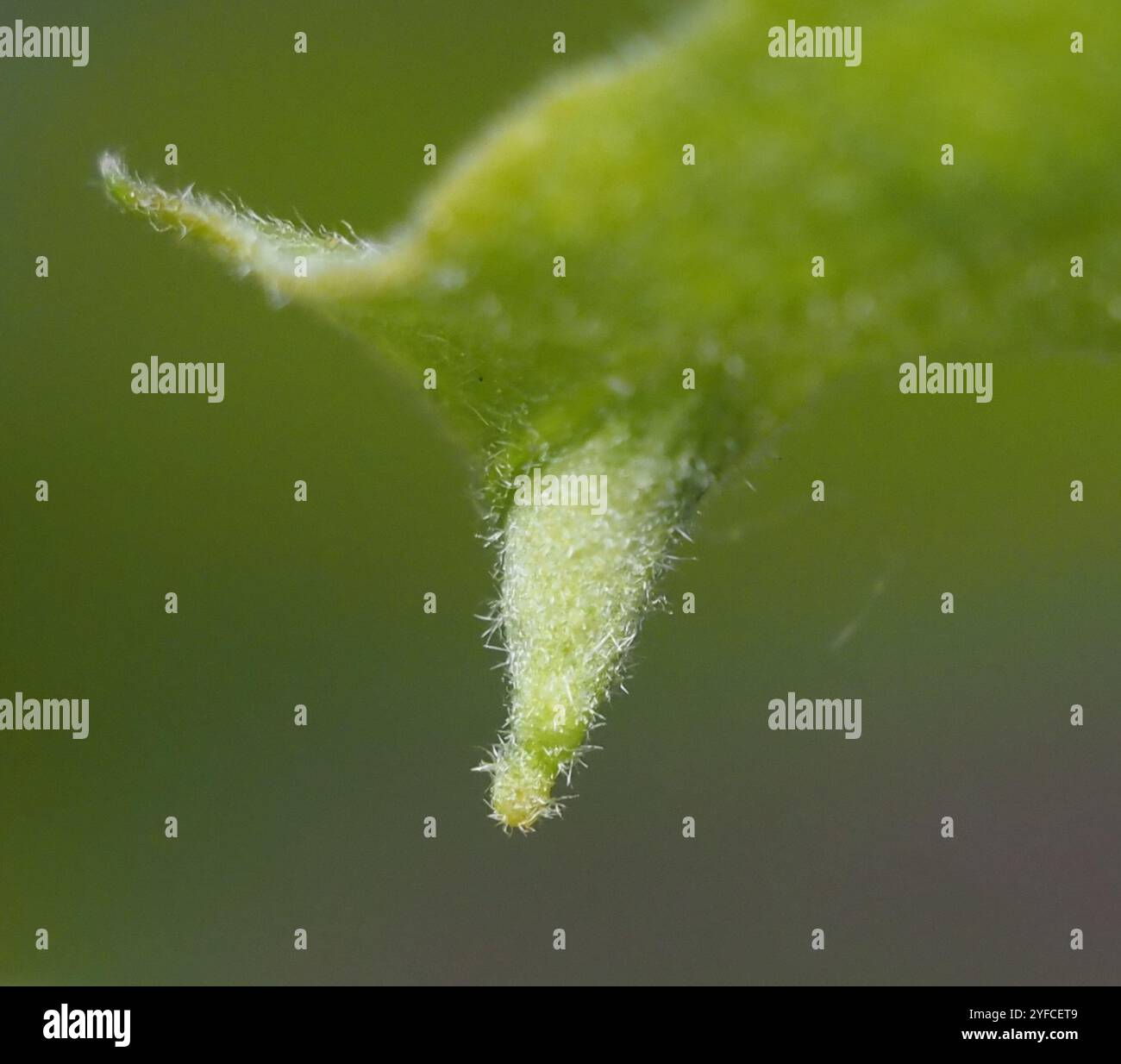 Small Oak Spindle Gall Wasp (Andricus chinquapin Stock Photo - Alamy