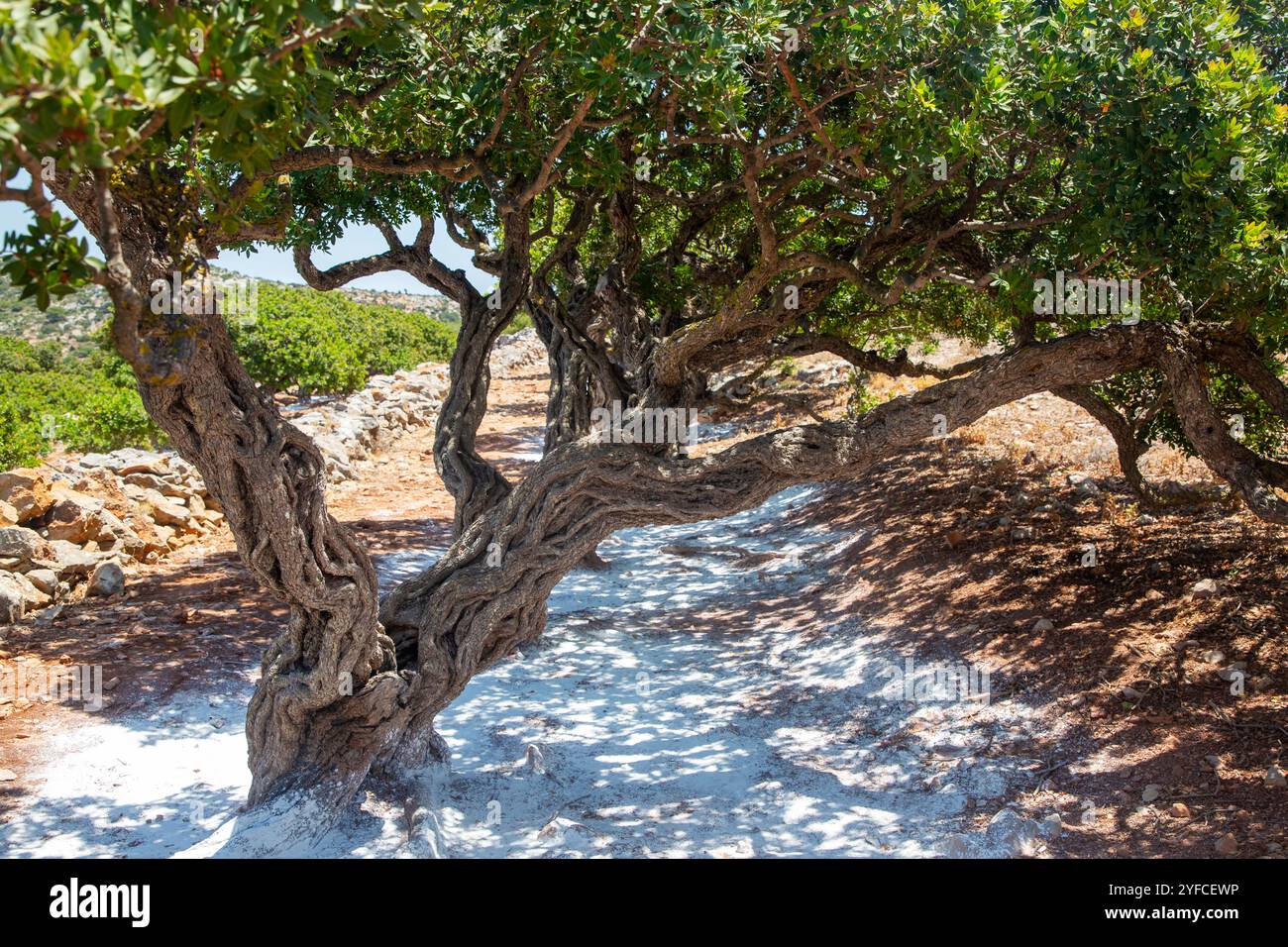 Mastic tree hi-res stock photography and images - Alamy