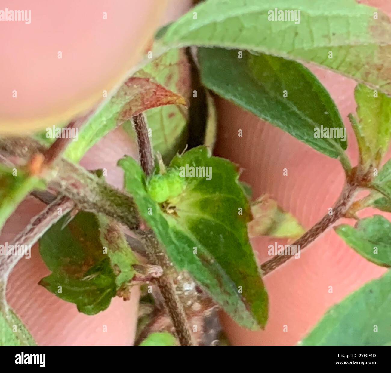 Slender Three-seeded Mercury (Acalypha gracilens Stock Photo - Alamy
