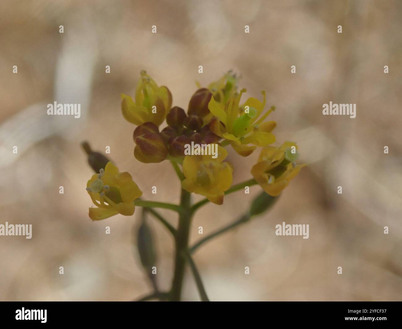 Bog Yellowcress (Rorippa palustris Stock Photo - Alamy