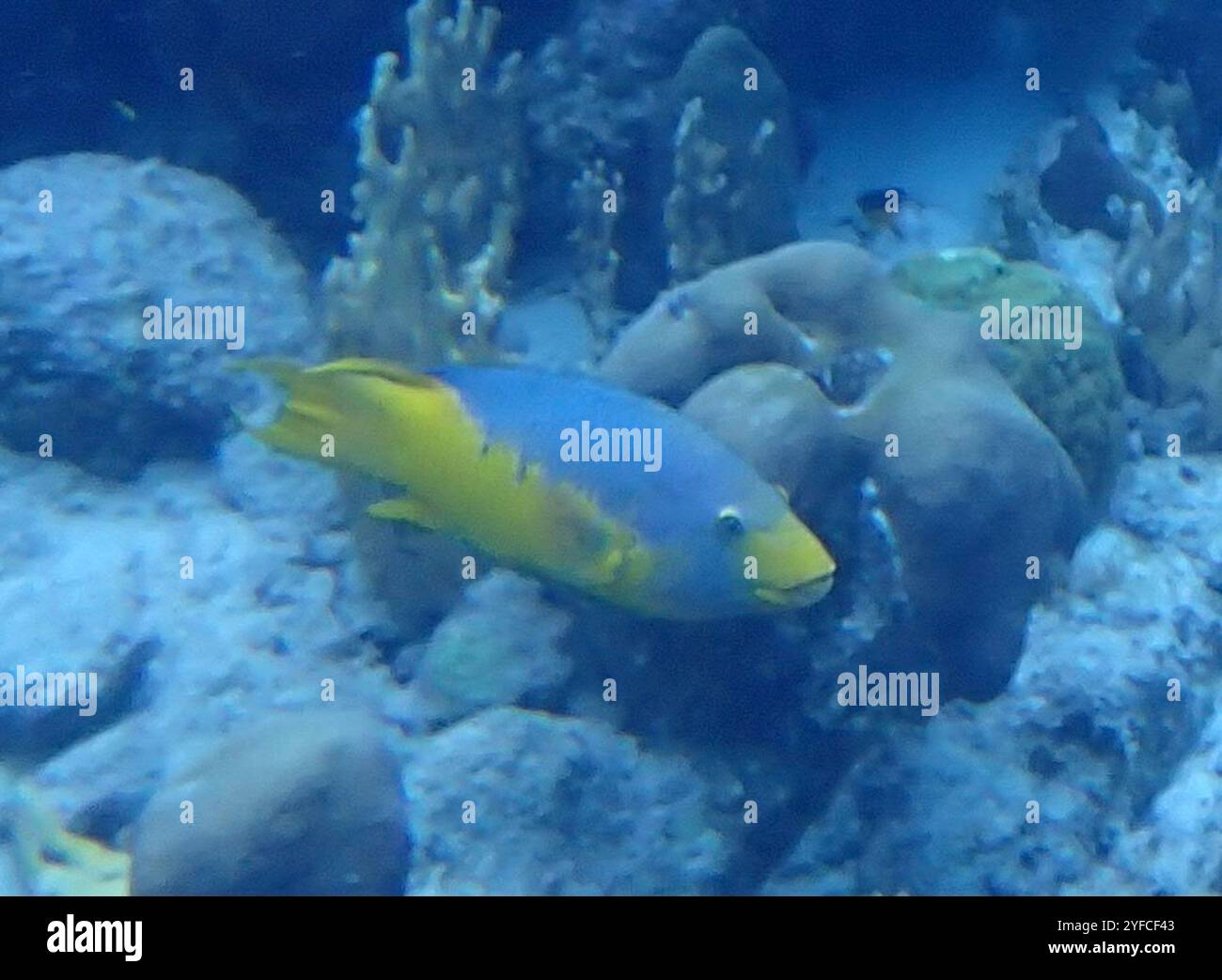 Spanish Hogfish (Bodianus rufus Stock Photo - Alamy