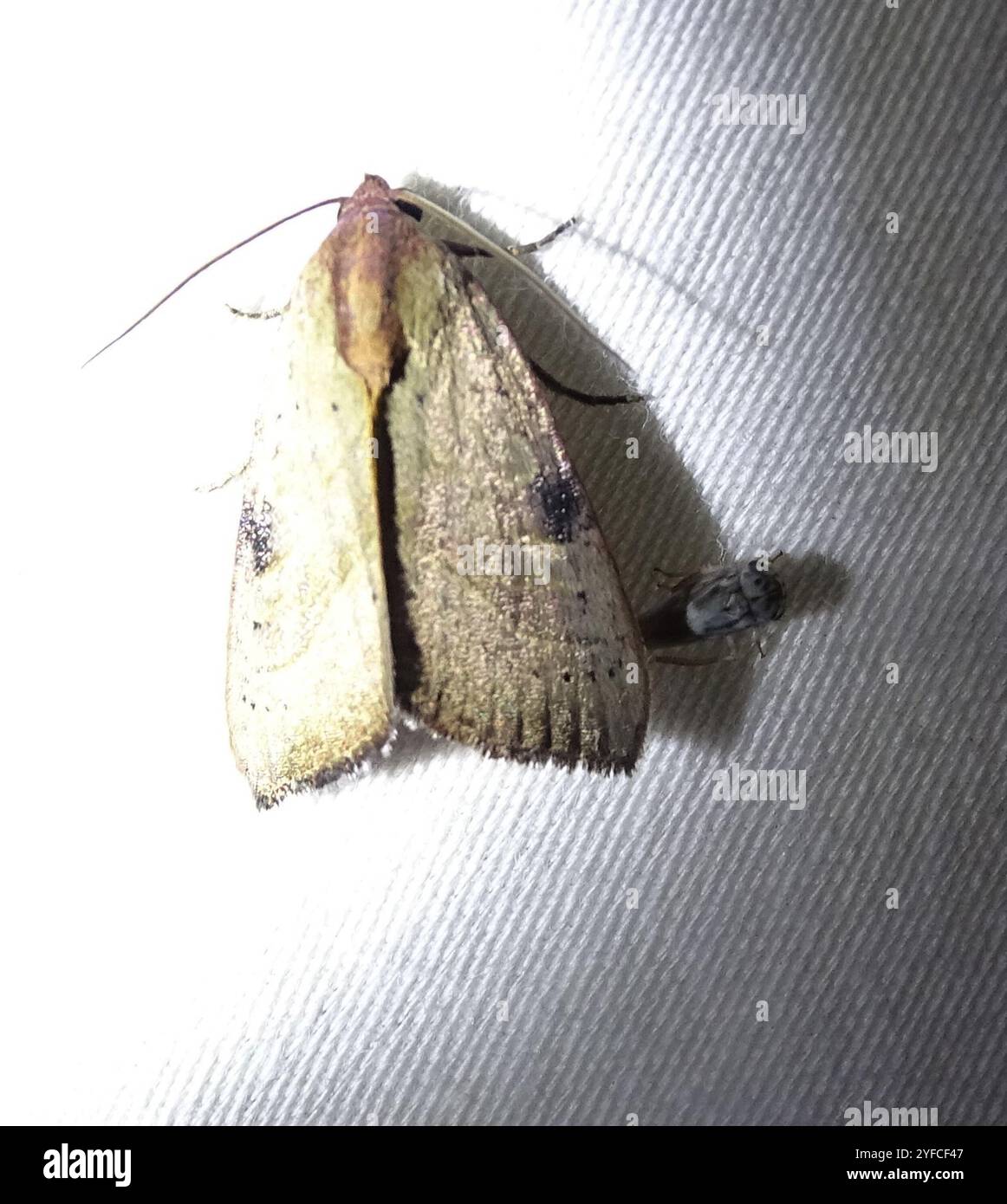 Wedgling Moth (Galgula partita Stock Photo - Alamy