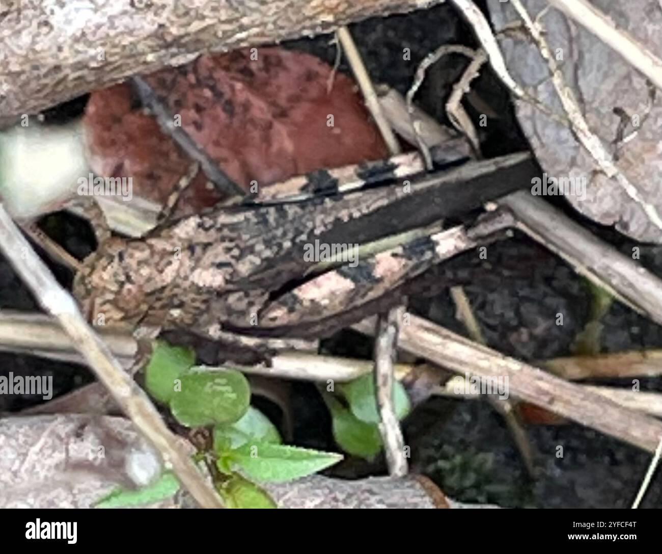 Sulphur-winged Grasshopper (Arphia sulphurea Stock Photo - Alamy