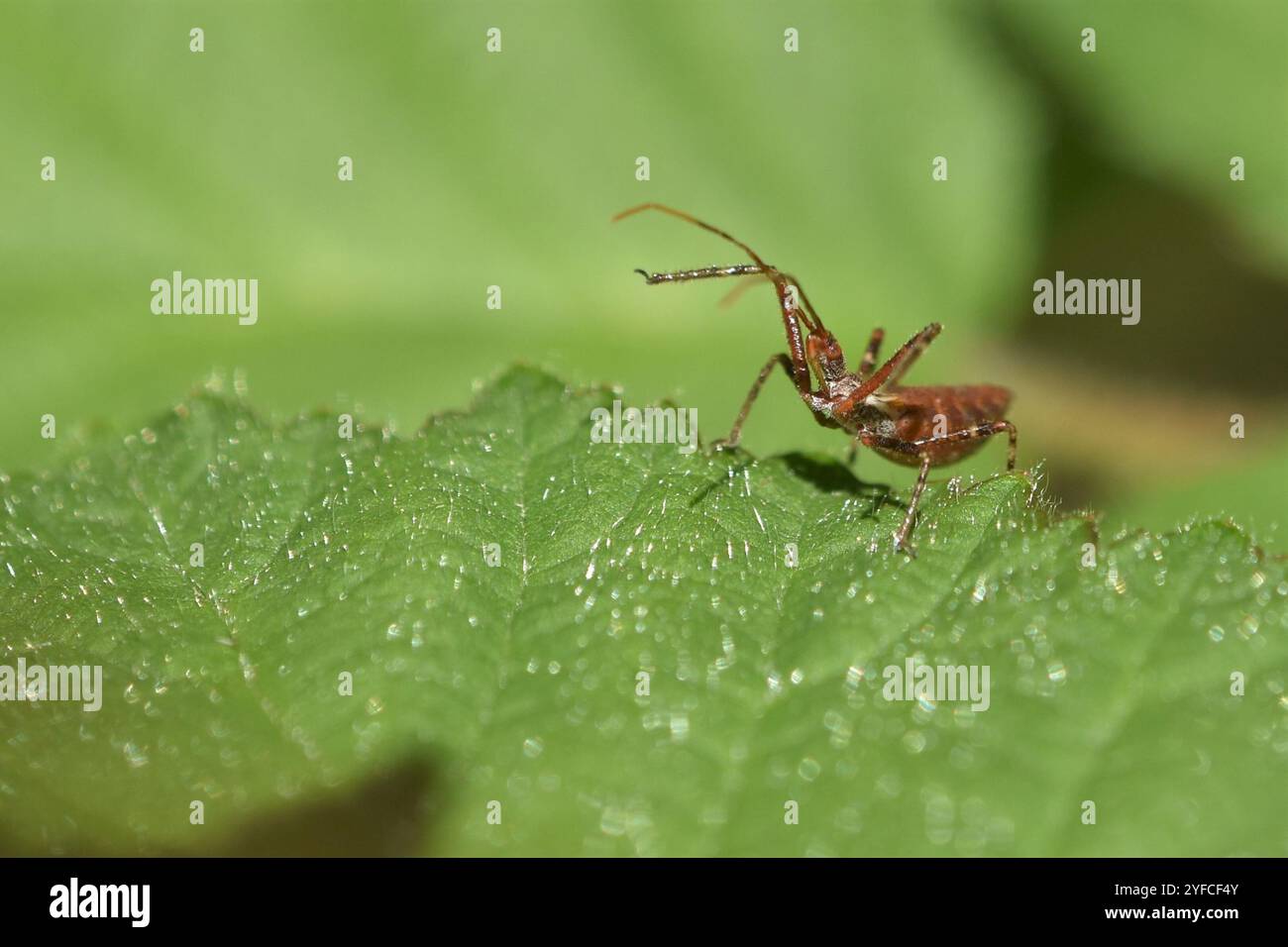 Four-spurred Assassin Bug (Zelus tetracanthus Stock Photo - Alamy