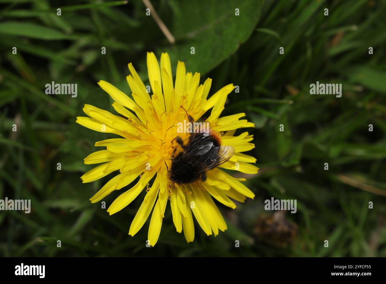 Red-tailed Bumble Bee (Bombus lapidarius Stock Photo - Alamy