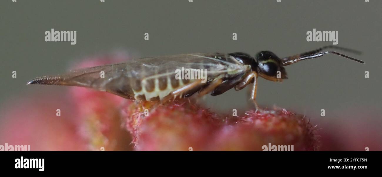 Sawflies, Horntails, and Wood Wasps (Symphyta Stock Photo - Alamy