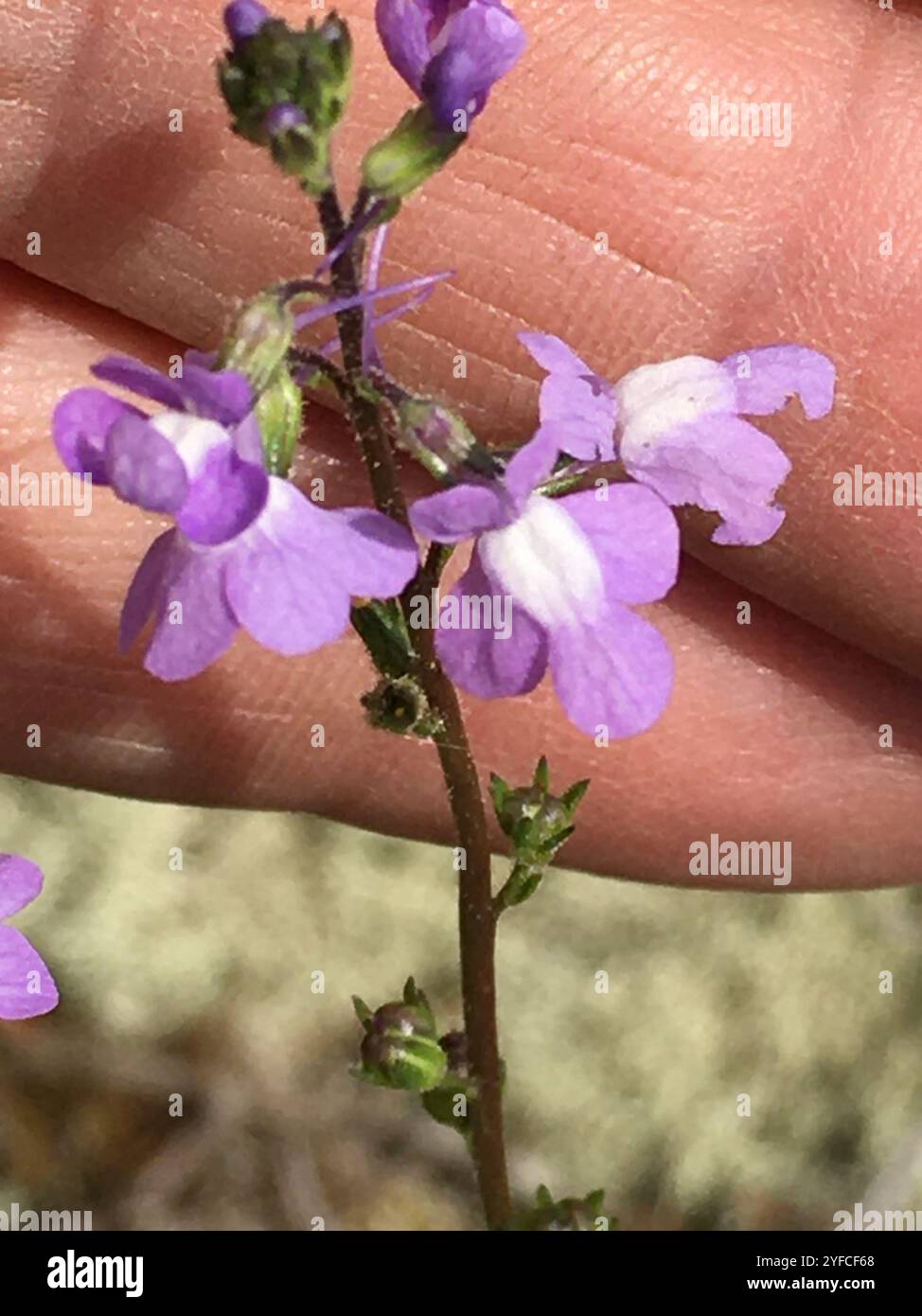 blue toadflax (Nuttallanthus canadensis Stock Photo - Alamy
