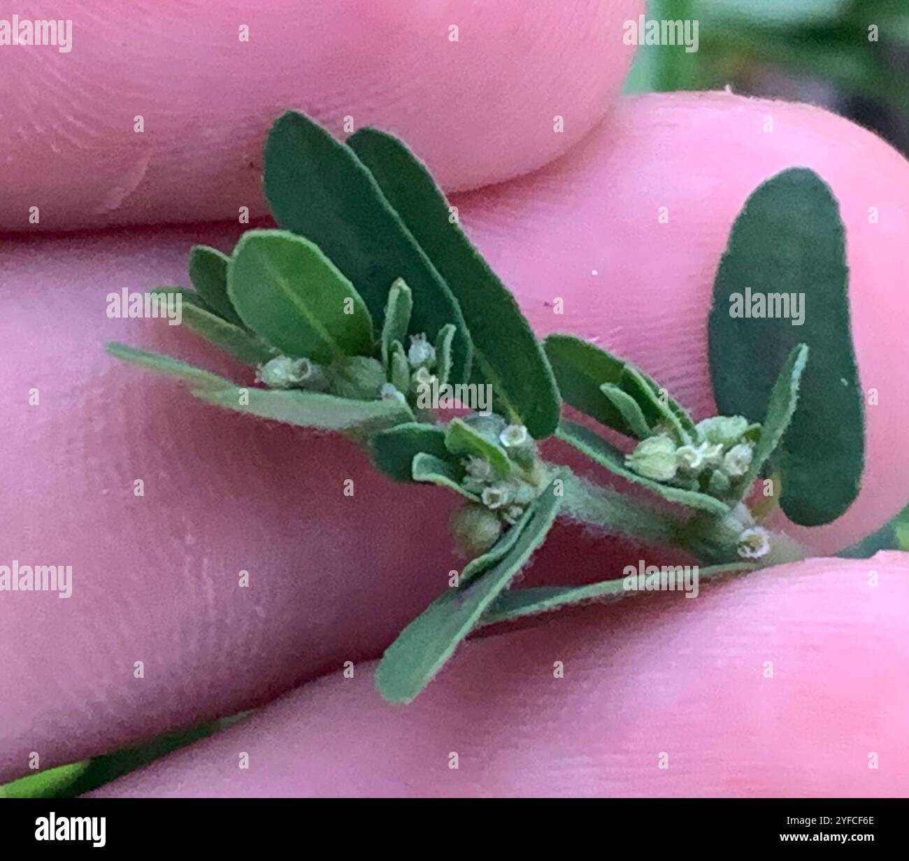 Spotted spurge (Euphorbia maculata Stock Photo - Alamy