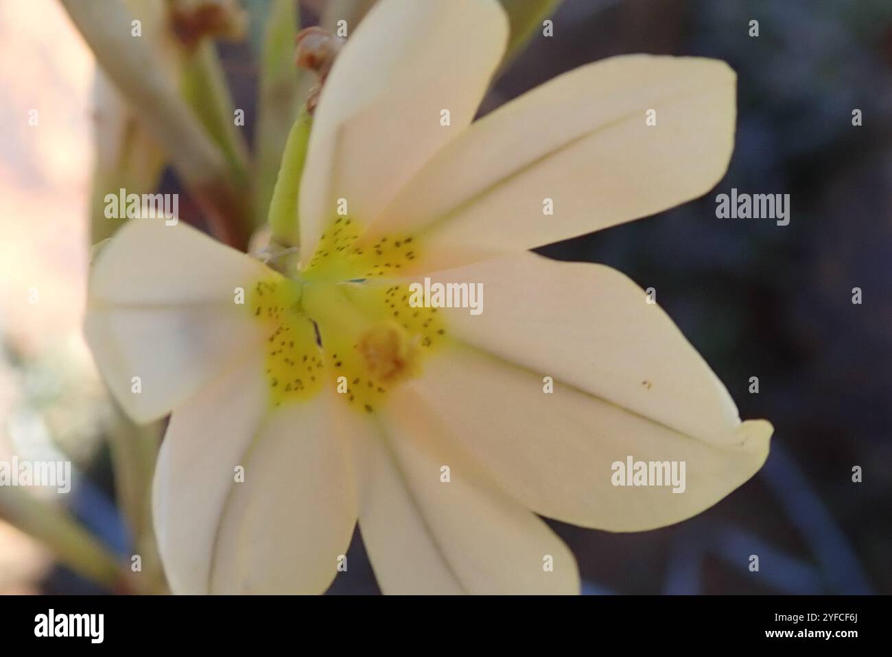 Two-leaved Cape tulip (Moraea miniata Stock Photo - Alamy